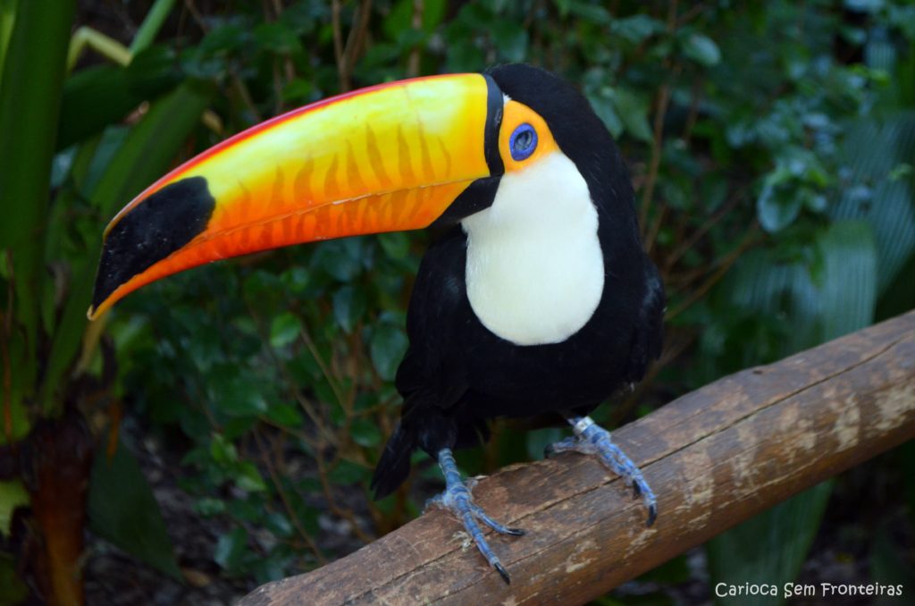 Conheça e se encante com o Parque das Aves em Foz do Iguaçu